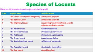 Locust attack -A threat to agriculture | PDF