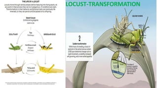 Locust attack -A threat to agriculture | PDF
