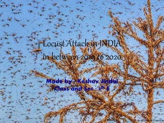 Locust attack in india | PPTX