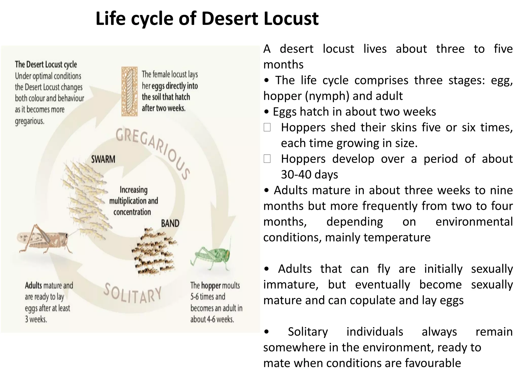 Locust current status | PDF