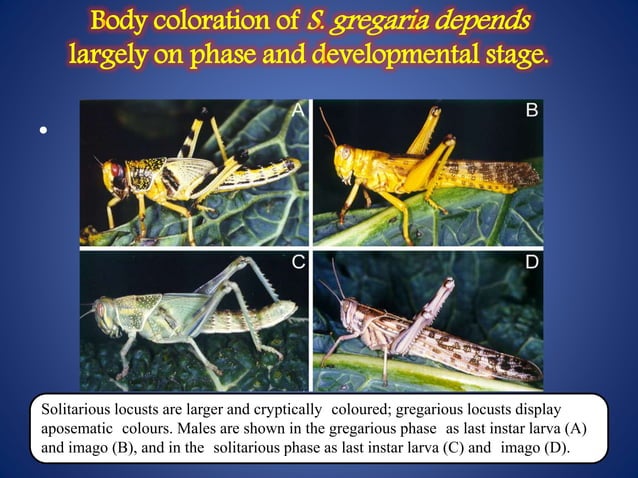 Locust migration j | PPT