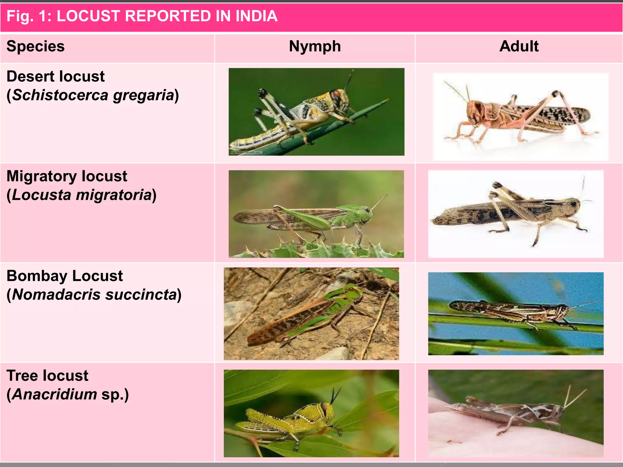 Locust presentation | PPTX