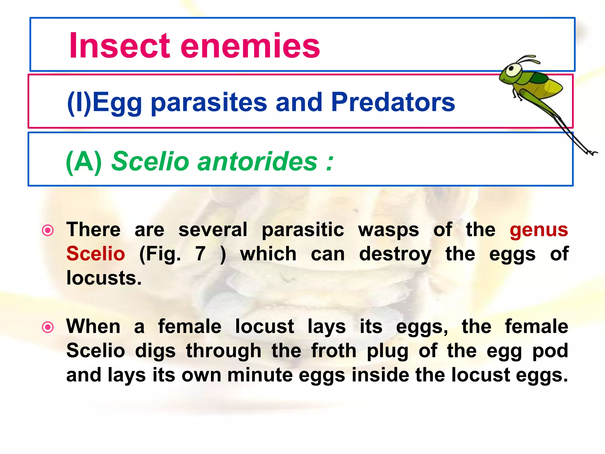 Locust presentation | PPTX