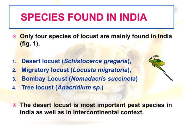 Locust presentation | PPT