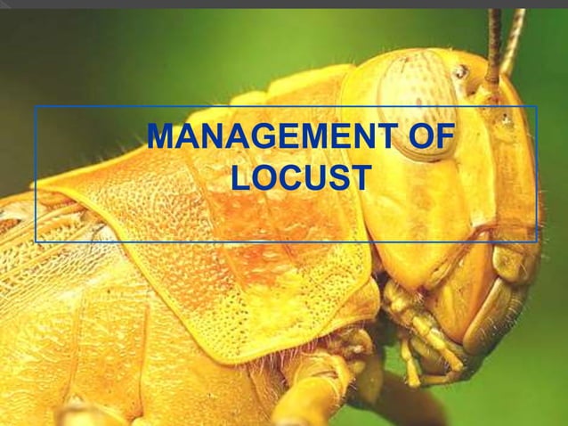 Locust presentation | PPTX
