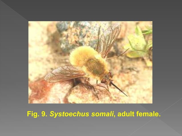 Locust presentation | PPT