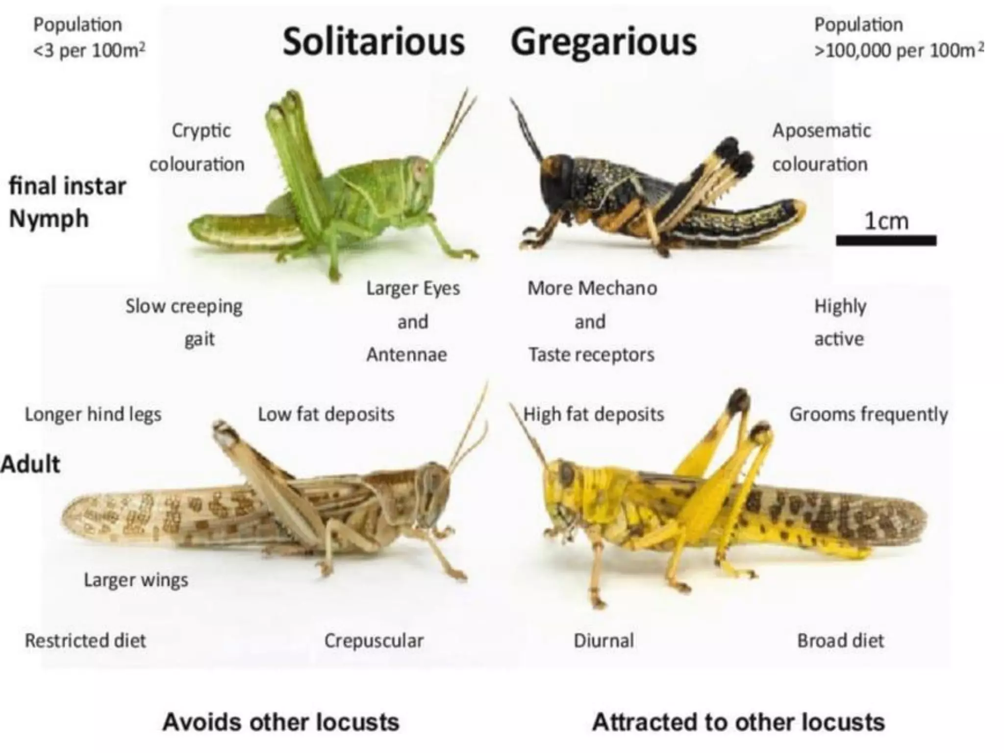 LOCUSTS MIGRATION AND SWARMING-WPS Office (2).pdf