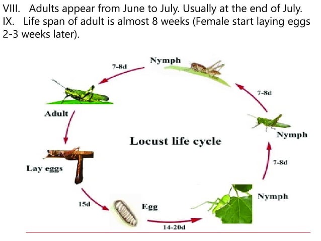 LOCUSTS MIGRATION AND SWARMING-WPS Office (2).pdf | Biological Sciences | Science