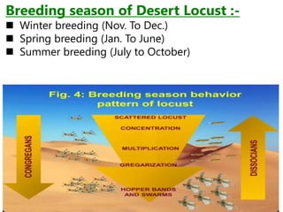 LOCUSTS MIGRATION AND SWARMING-WPS Office (2).pdf