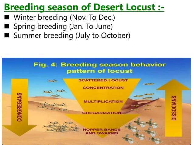 LOCUSTS MIGRATION AND SWARMING-WPS Office (2).pdf | Biological Sciences | Science