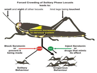 LOCUSTS MIGRATION AND SWARMING-WPS Office (2).pdf