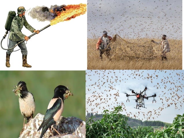 LOCUSTS MIGRATION AND SWARMING-WPS Office (2).pdf | Biological Sciences | Science