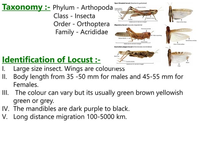 LOCUSTS MIGRATION AND SWARMING-WPS Office (2).pdf | Biological Sciences ...