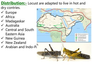 LOCUSTS MIGRATION AND SWARMING-WPS Office (2).pdf