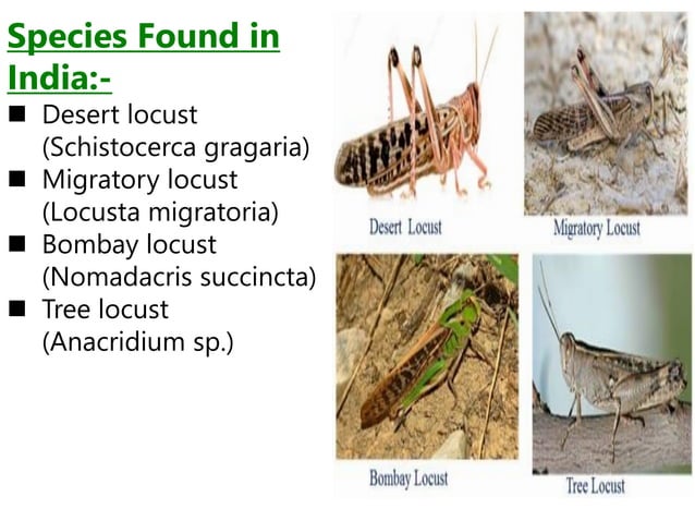 LOCUSTS MIGRATION AND SWARMING-WPS Office (2).pdf | Biological Sciences ...