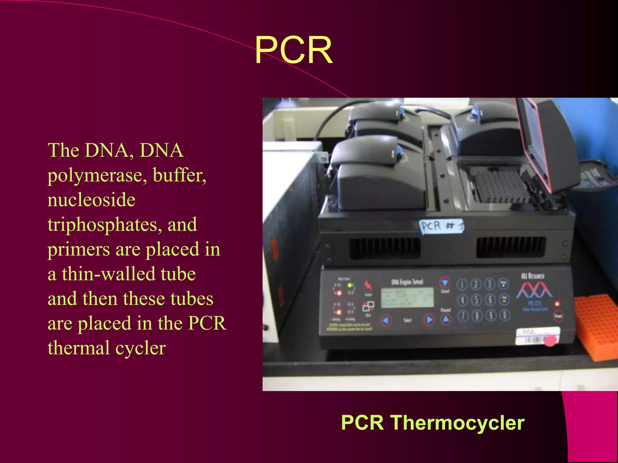 Polymerase Chain Reaction (PCR) | PPT