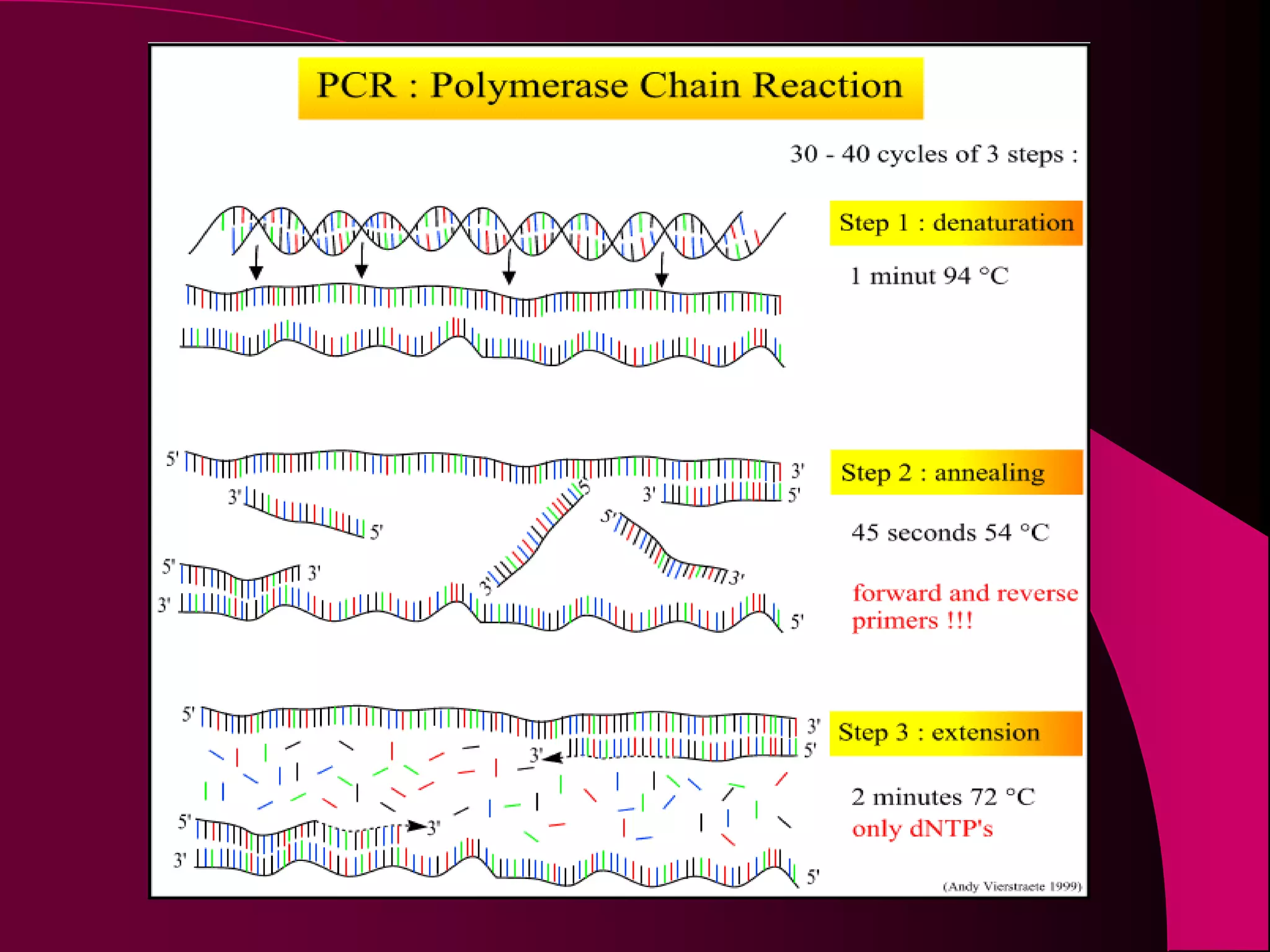 Polymerase Chain Reaction (PCR) | PPT