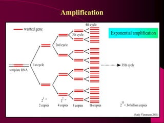Pcr Exponential Amplification