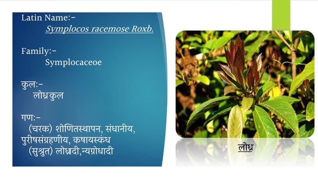 Lodhra - Symplocos racemosa | PDF