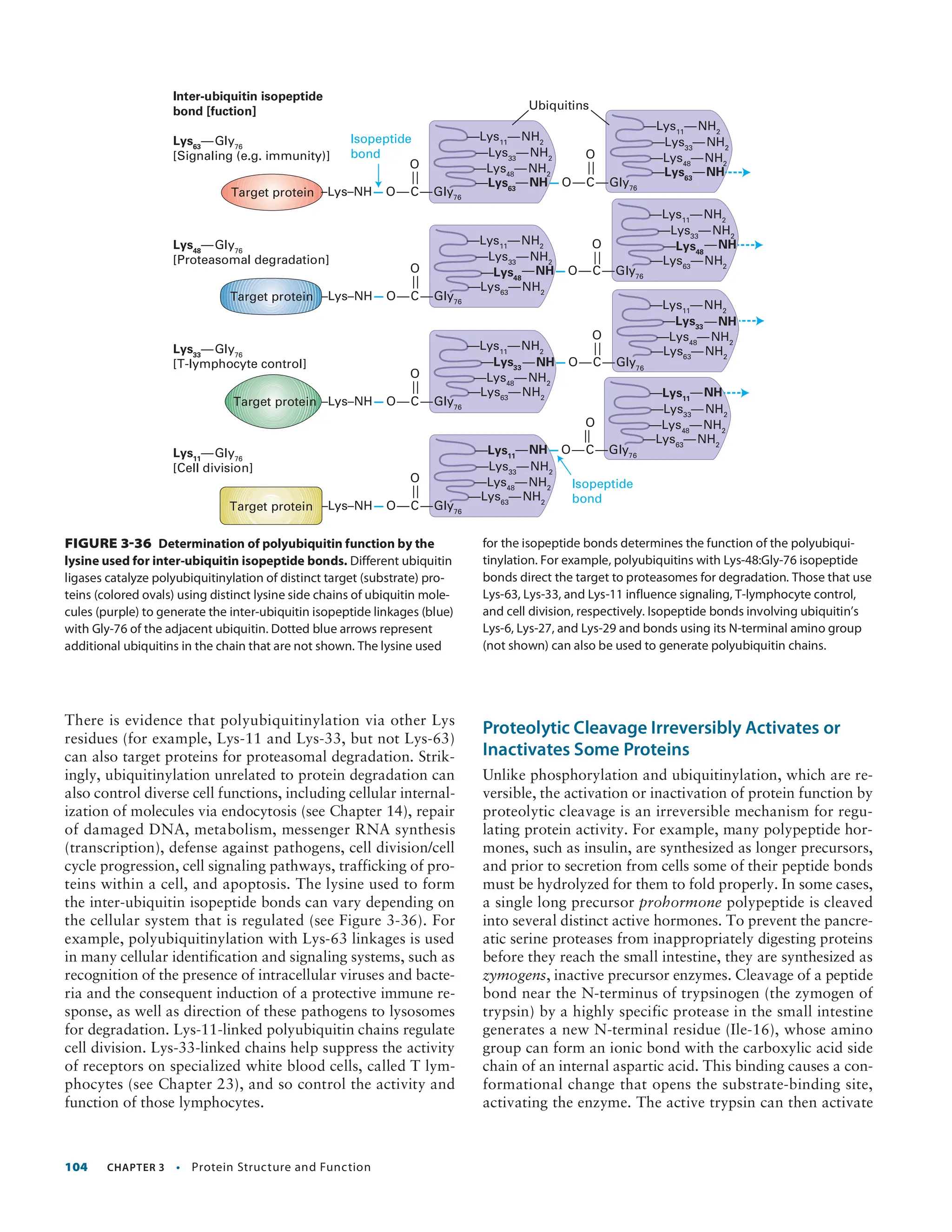 Detailed Summary of Protein Binding and Enzyme Catalysis | PDF