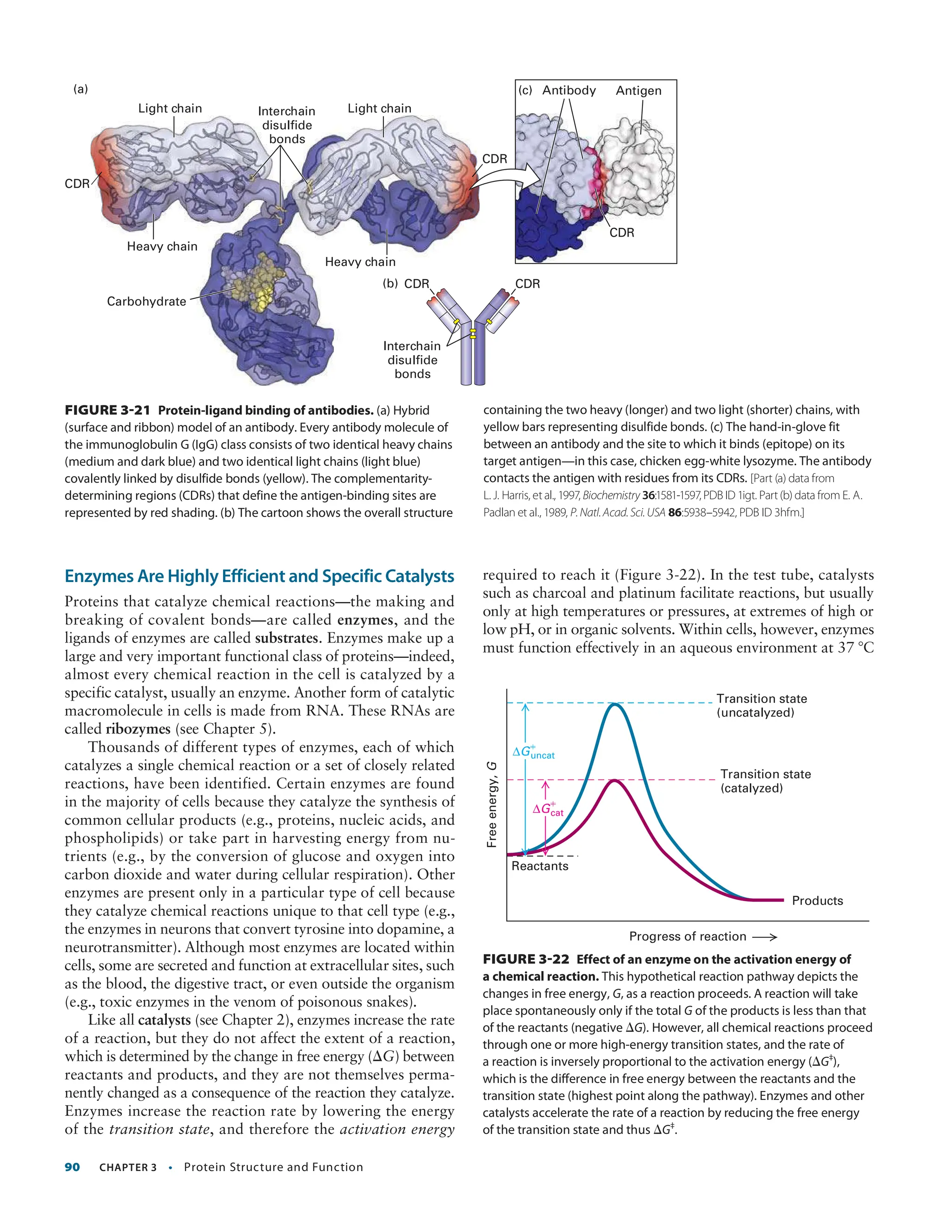 Detailed Summary of Protein Binding and Enzyme Catalysis | PDF