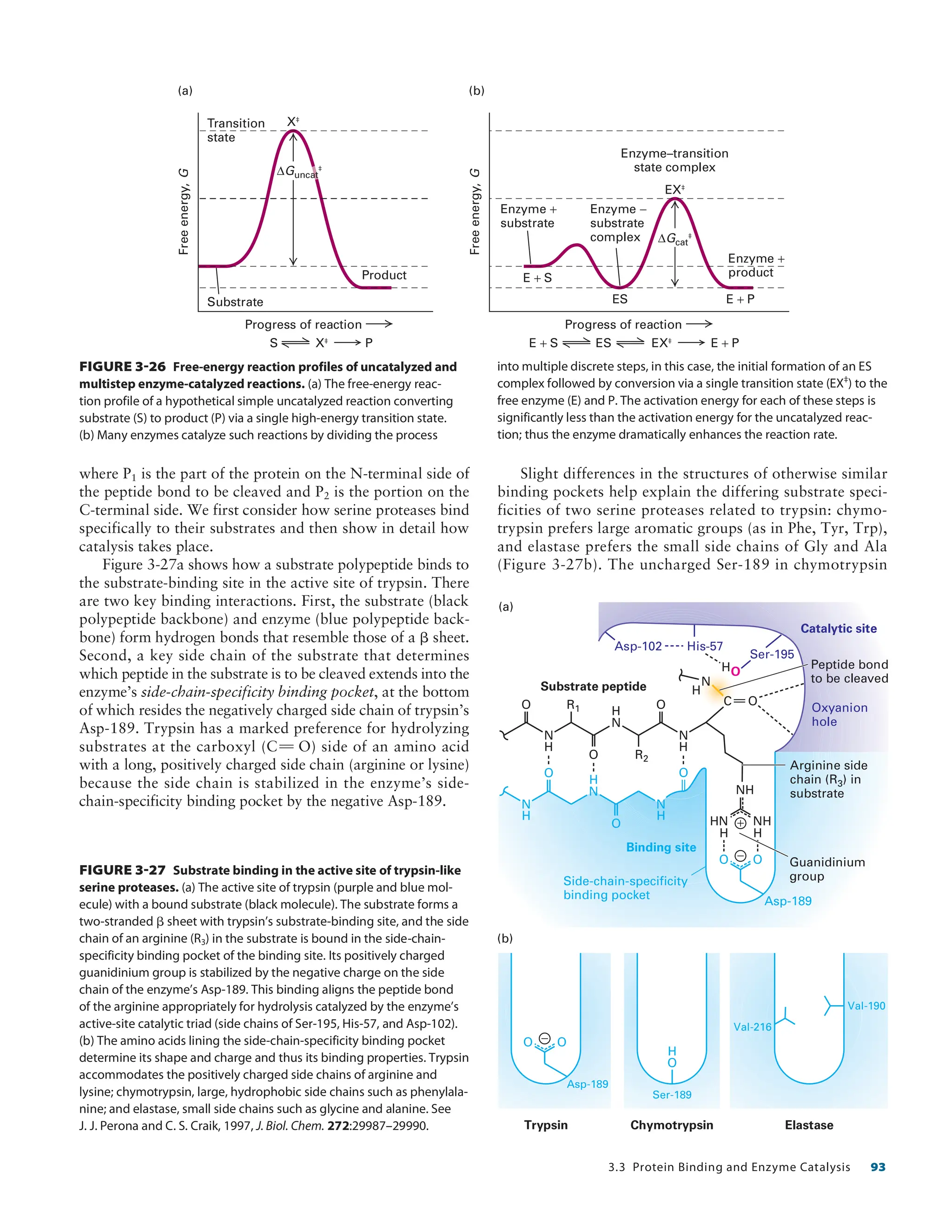 Detailed Summary of Protein Binding and Enzyme Catalysis | PDF