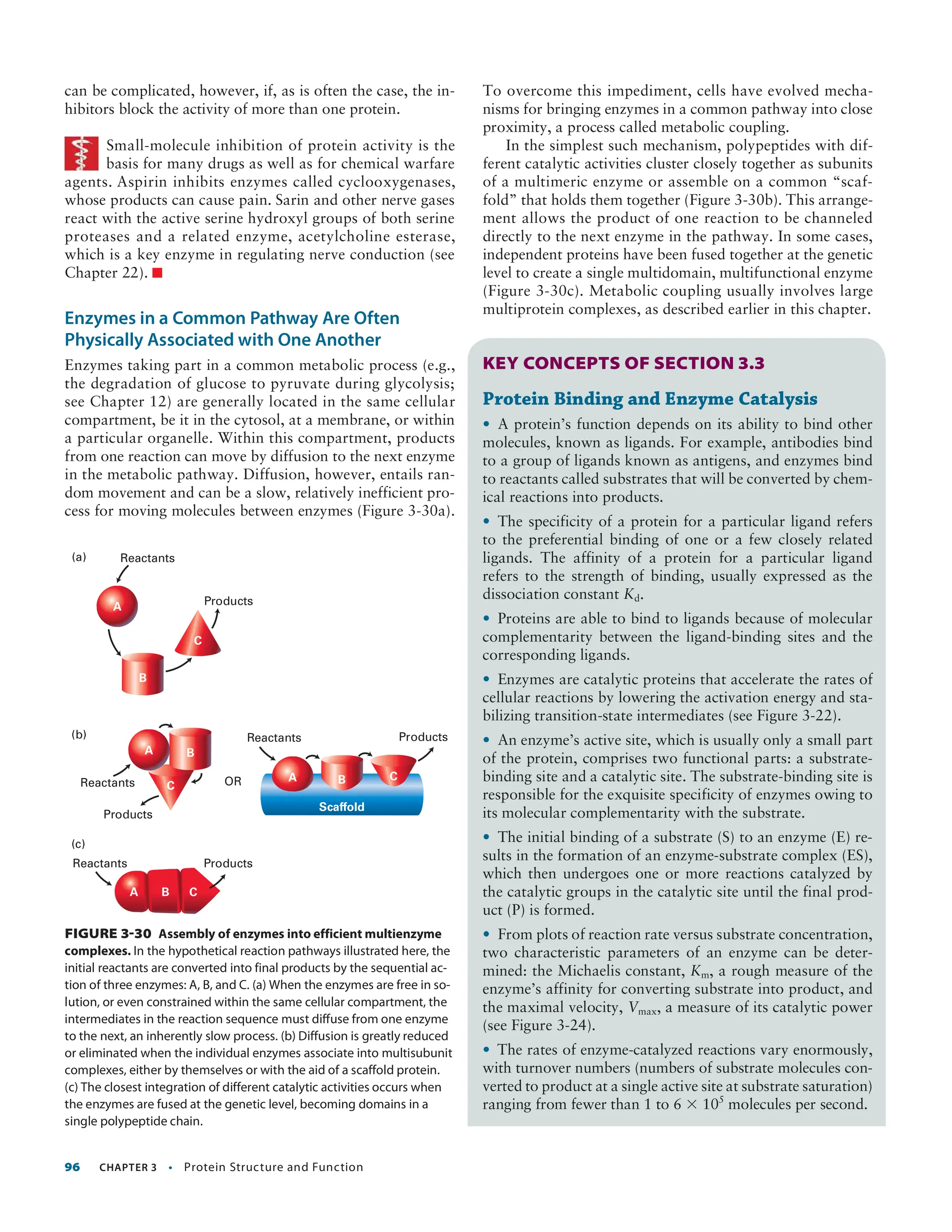 Detailed Summary of Protein Binding and Enzyme Catalysis | PDF