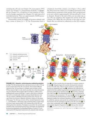 Detailed Summary Of Protein Binding And Enzyme Catalysis | Pdf