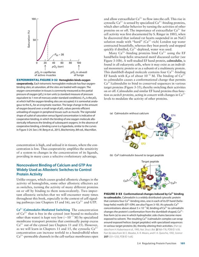 Detailed Summary of Protein Binding and Enzyme Catalysis | PDF