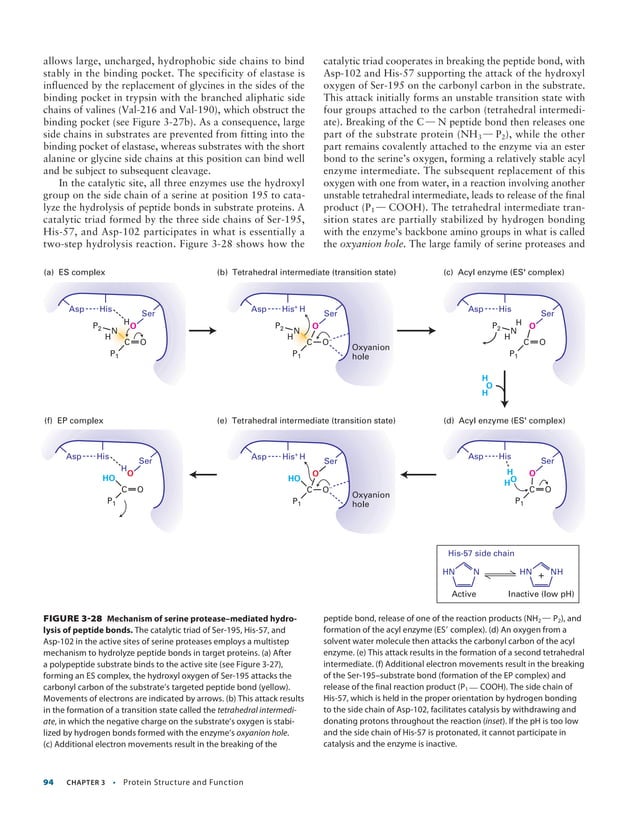 Detailed Summary of Protein Binding and Enzyme Catalysis | PDF