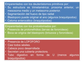 Los lofoforados, biologia de invertebrados 2024 | PPTX