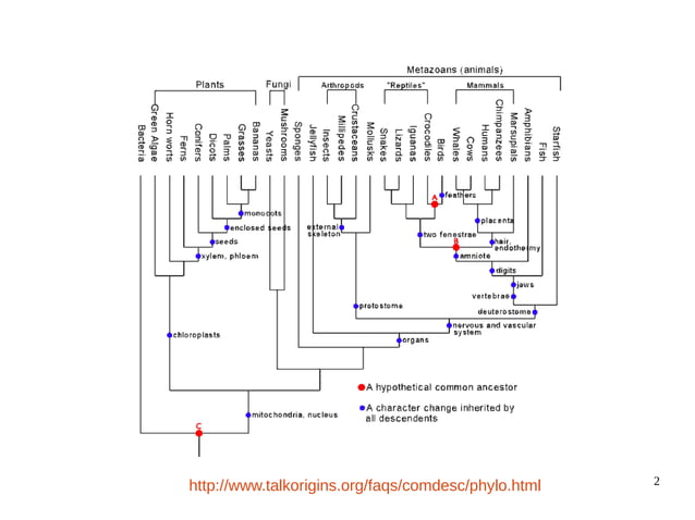 Hierarchical Clustering | PDF
