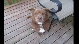 Logan thomson presentation | PPTX