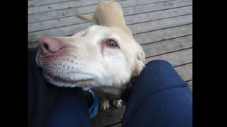 Logan thomson presentation | PPTX