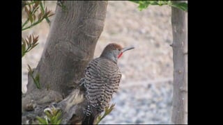 Logan thomson presentation | PPTX