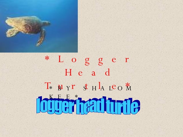 Logger Head Turtle (Report) | PPT
