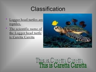 Logger Head Turtle (Report) | PPT | Reptiles | Pets