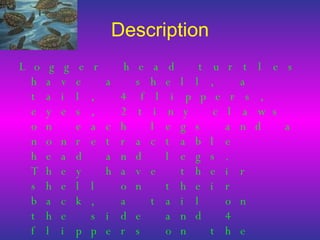 Logger Head Turtle (Report) | PPT | Reptiles | Pets