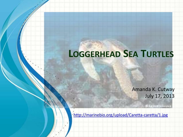 Loggerhead presentation | PPT