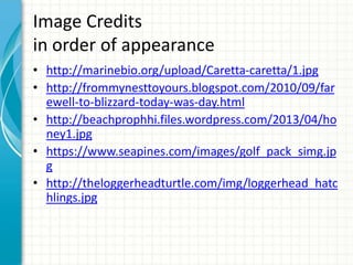 Loggerhead presentation | PPT