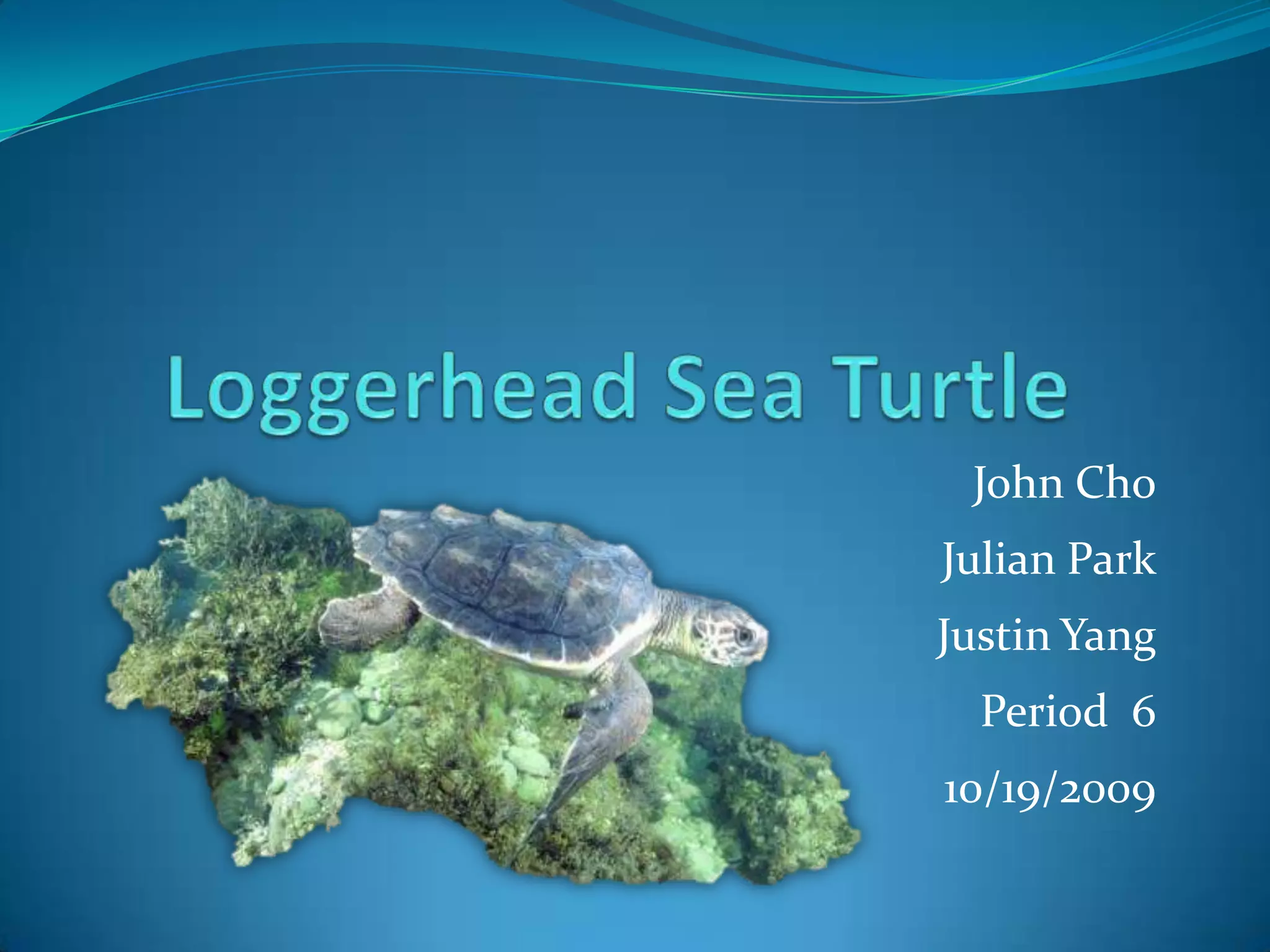 Loggerhead Sea Turtle | PPTX