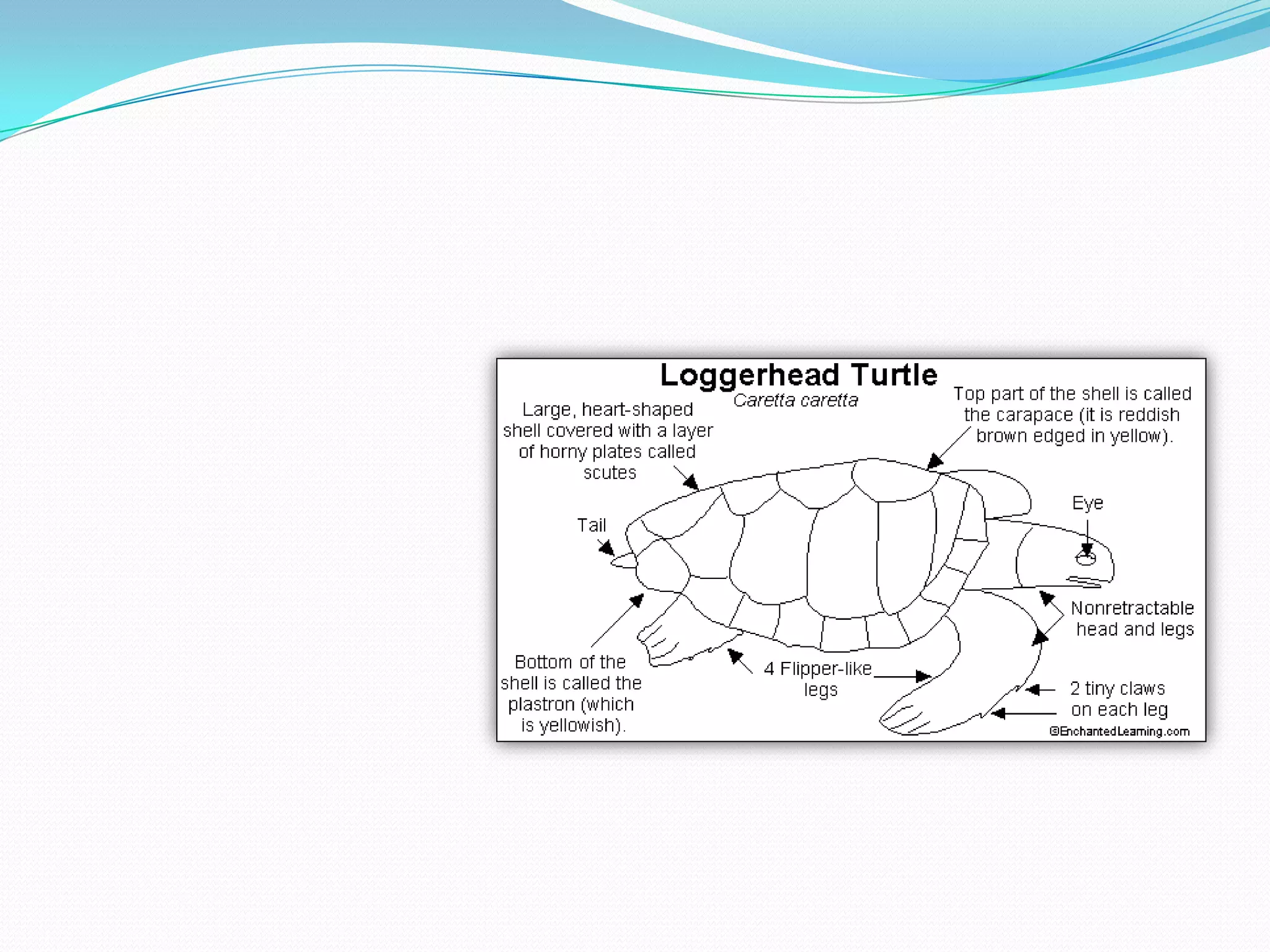 Loggerhead Sea Turtle | PPTX