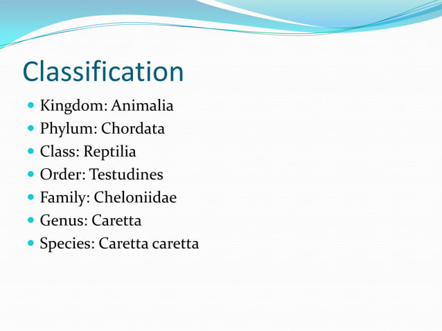 Loggerhead Sea Turtle | PPTX