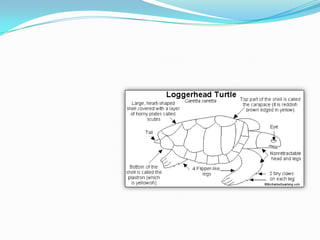 Loggerhead Sea Turtle | PPTX
