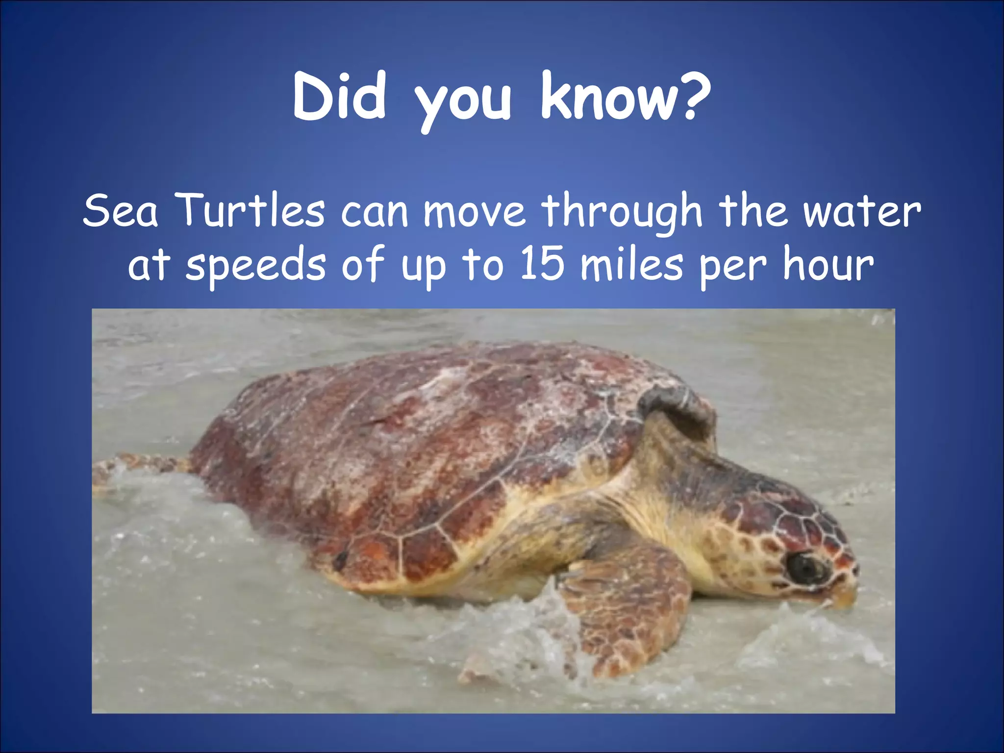Loggerhead sea turtle jadyn | PPT