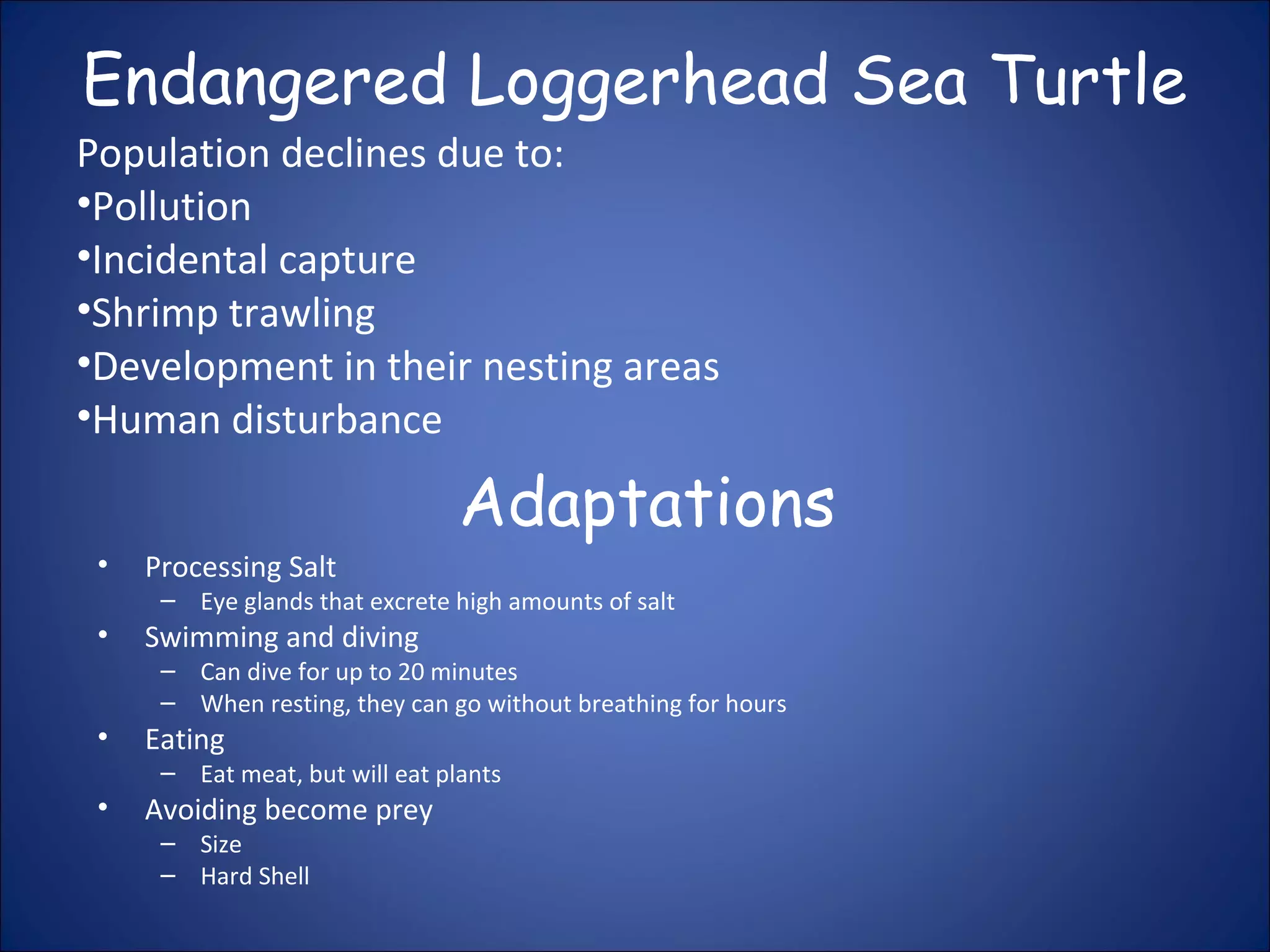 Loggerhead sea turtle jadyn | PPT