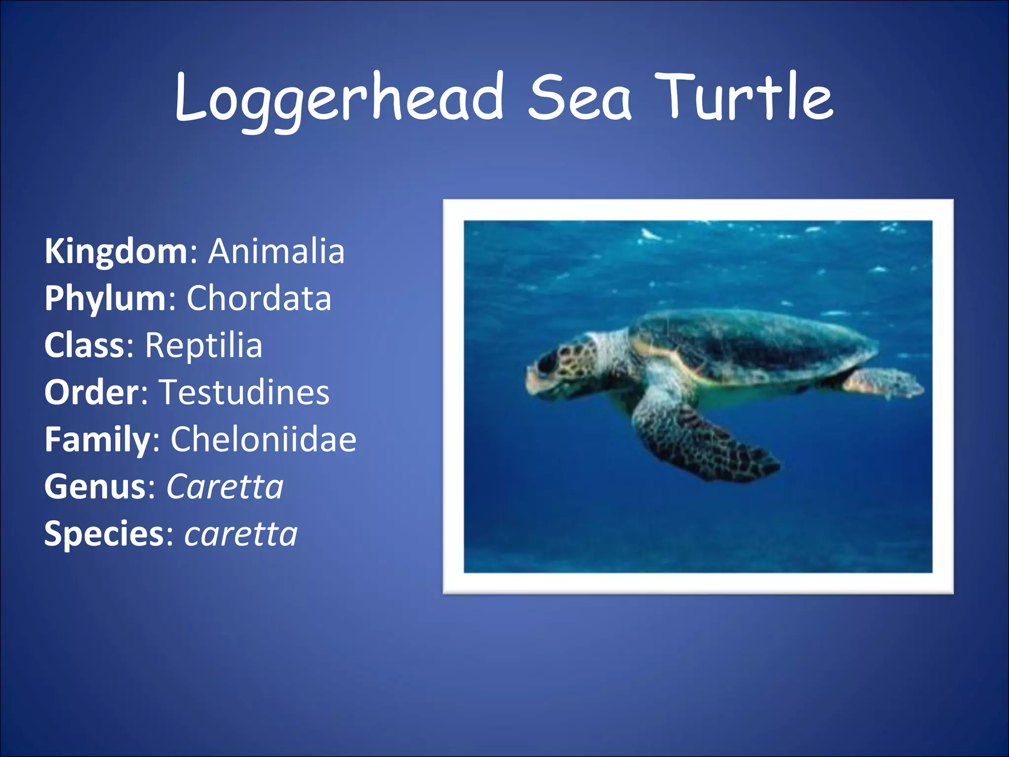 Loggerhead sea turtle jadyn | PPT
