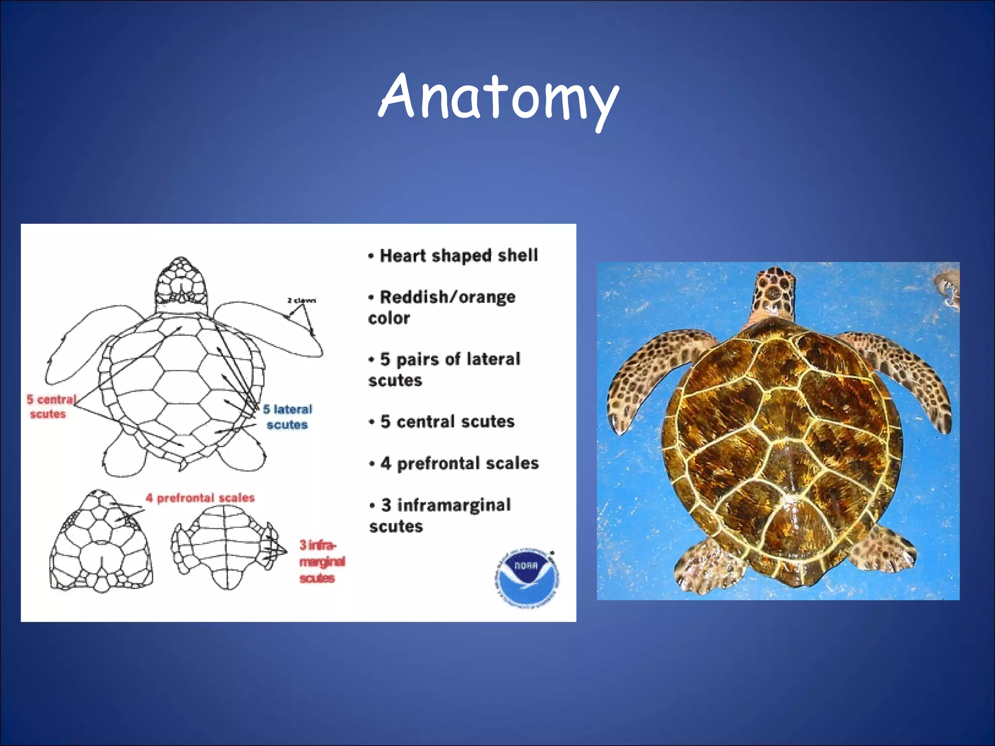 Loggerhead sea turtle jadyn | PPT