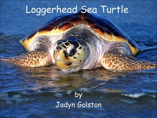 Loggerhead sea turtle jadyn | PPT
