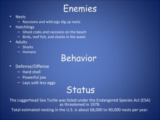 Loggerhead sea turtle jadyn | PPT